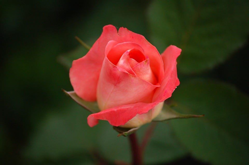 What s In A Name A Rose By Other Name Would Smell As By S M Chen