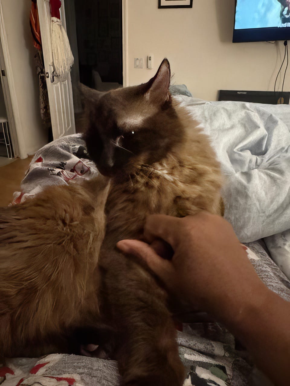 My Cat Wants Me to Hold His Paw While He Sleeps | by Toni Crowe | Catness | Jan, 2025 | Medium