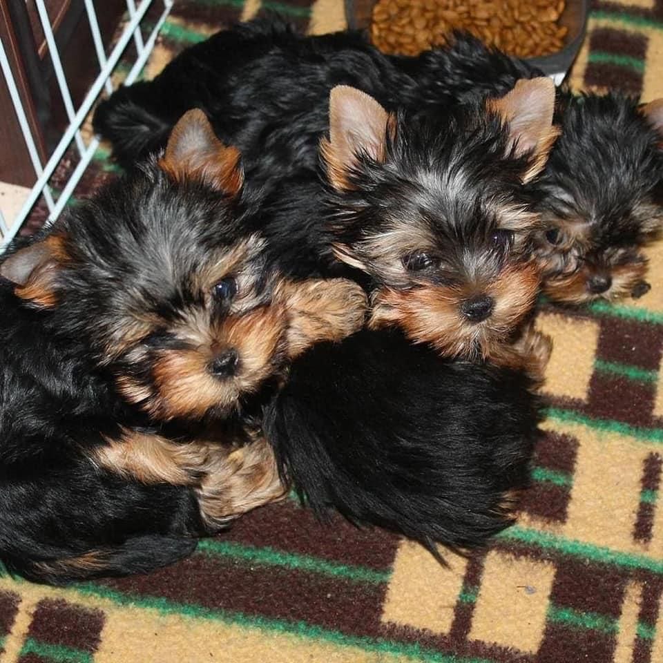 Andrew’s Tails Pet Store is a trusted destination for rehoming and ...