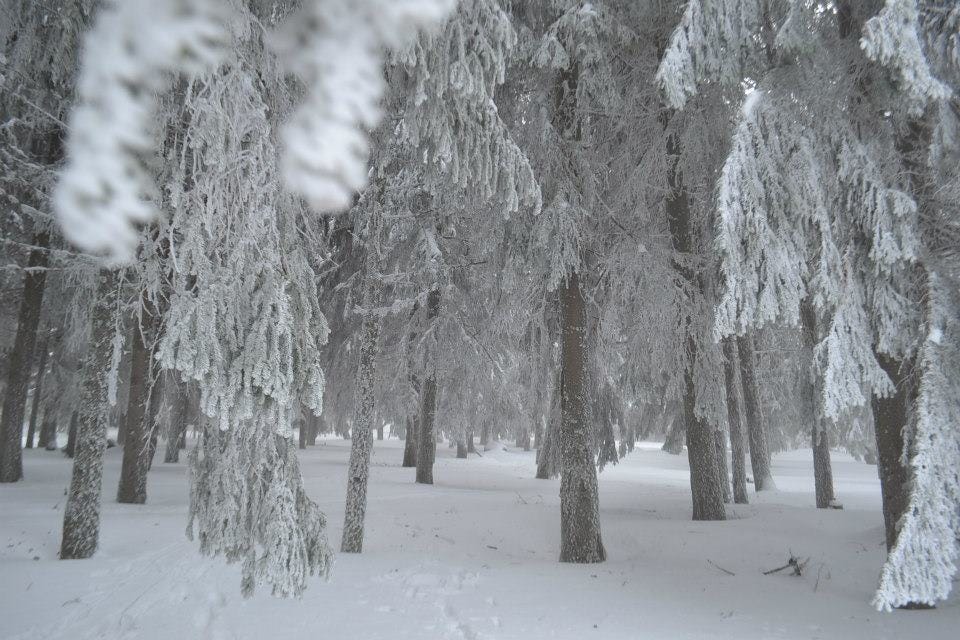 Visiting Golija, Mountain in Serbia: Incredibly Beautiful Mountain ...