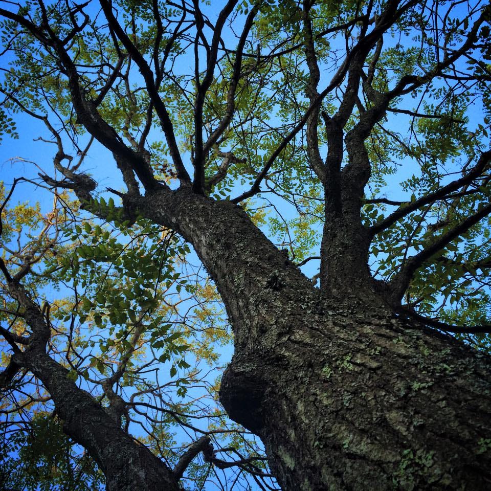 Branches. Give me a knotty branch over a sleek… | by Emily LaDouceur ...