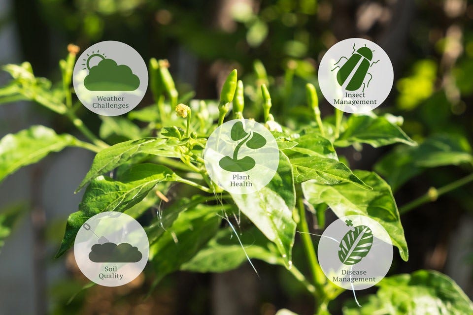 “Smart Farming”, the future solution of Agricultural problems | by Rosy ...