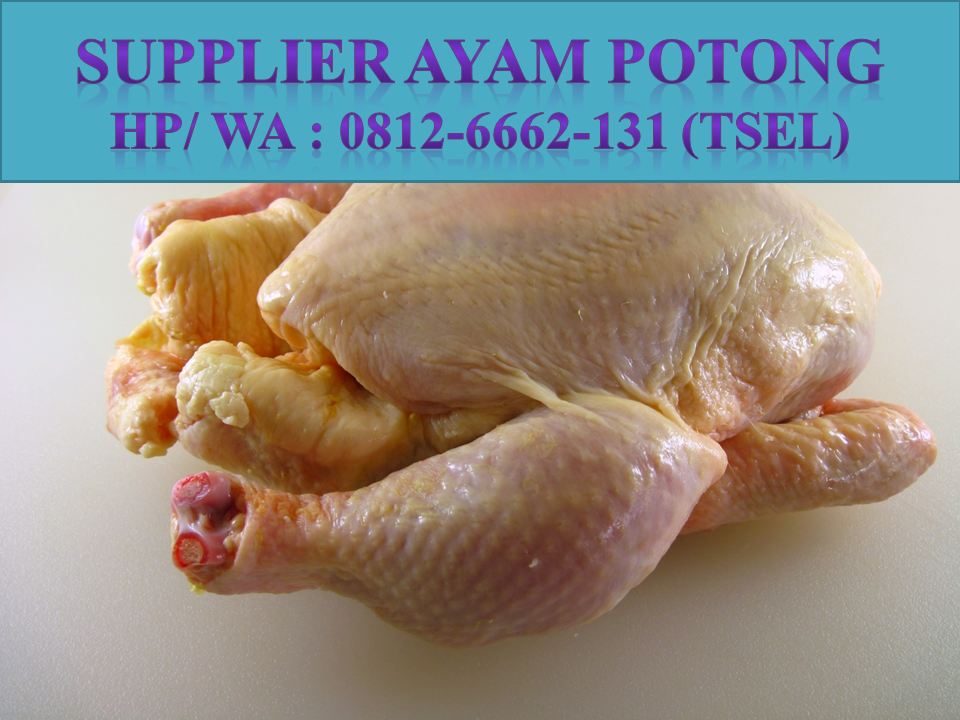 HP/WA : 0812–6662–131 (Tsel), jual ayam potong | by Supplier Ayam ...