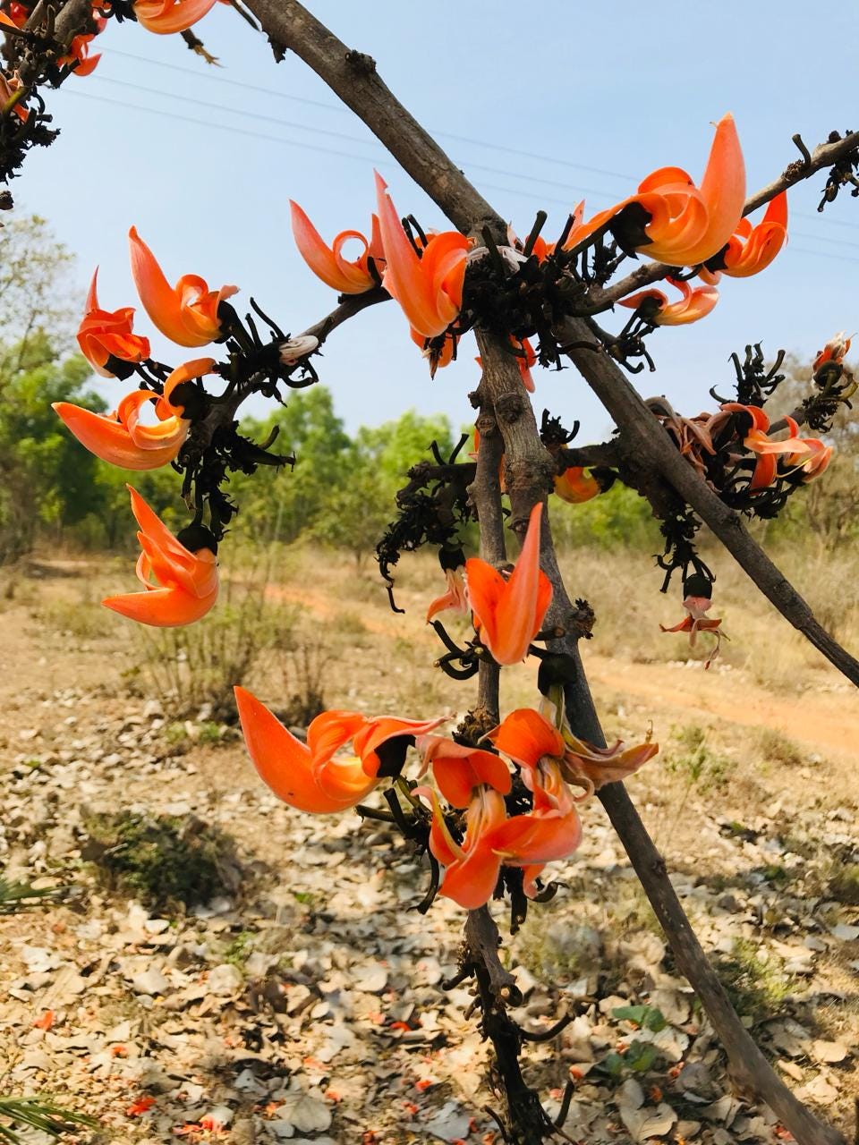 #12: FLAME OF THE FOREST - SIX FEET ABOVE - Medium