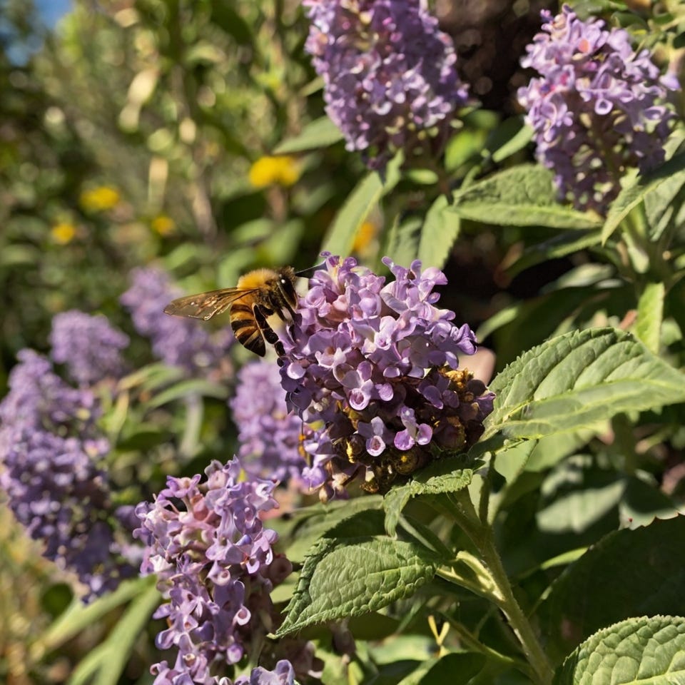 The Impact of Butterfly Bush in Supporting Local Pollinators | by ...