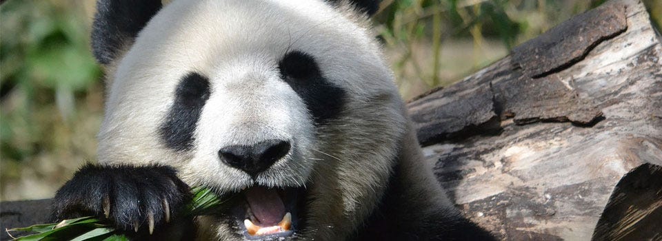Melt Function x Pivot Table no Pandas | by Camila Queiroz | Medium