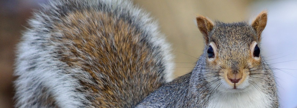 Squirrel Removal Atlanta Services- Everything You Need to Know | by ...