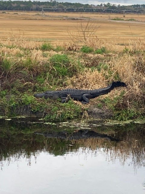 Alligator Lake Florida
