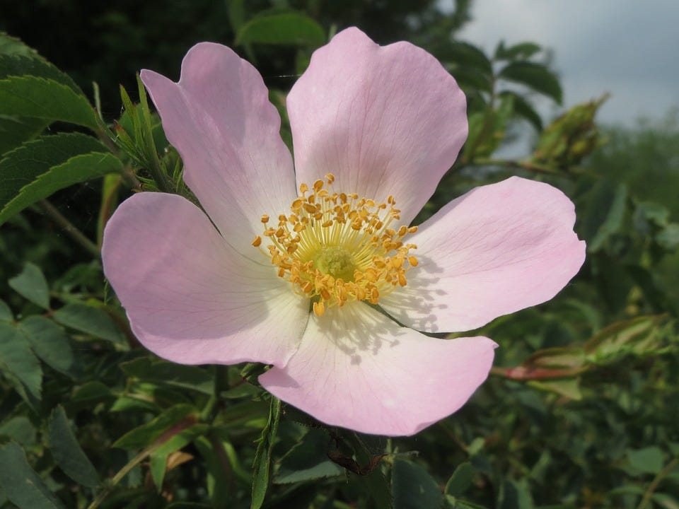 Bach Flower Remedy for Laziness and Apathy — Wild Rose | by ...