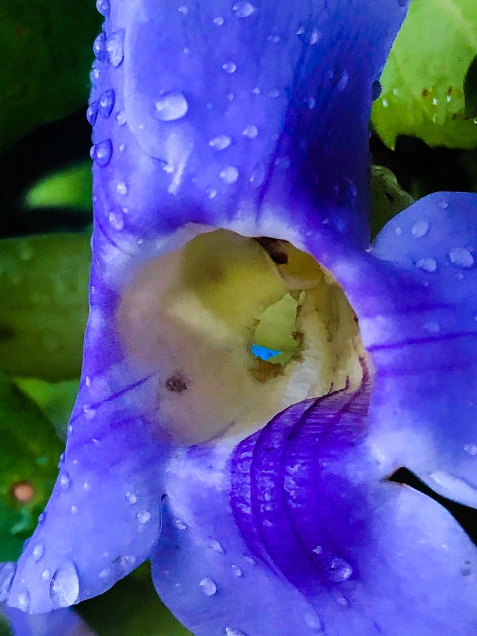 Purplexed. Purplexed, a wildflower am I? I offer… | by Jonna Vyasulu ...