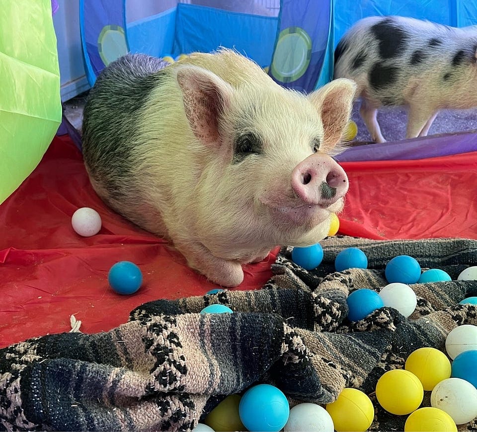 The Big Adventures of Willie the Pig | by Michele Weber | Truth Love ...