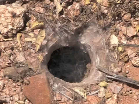 Trypophobia Frog Gif