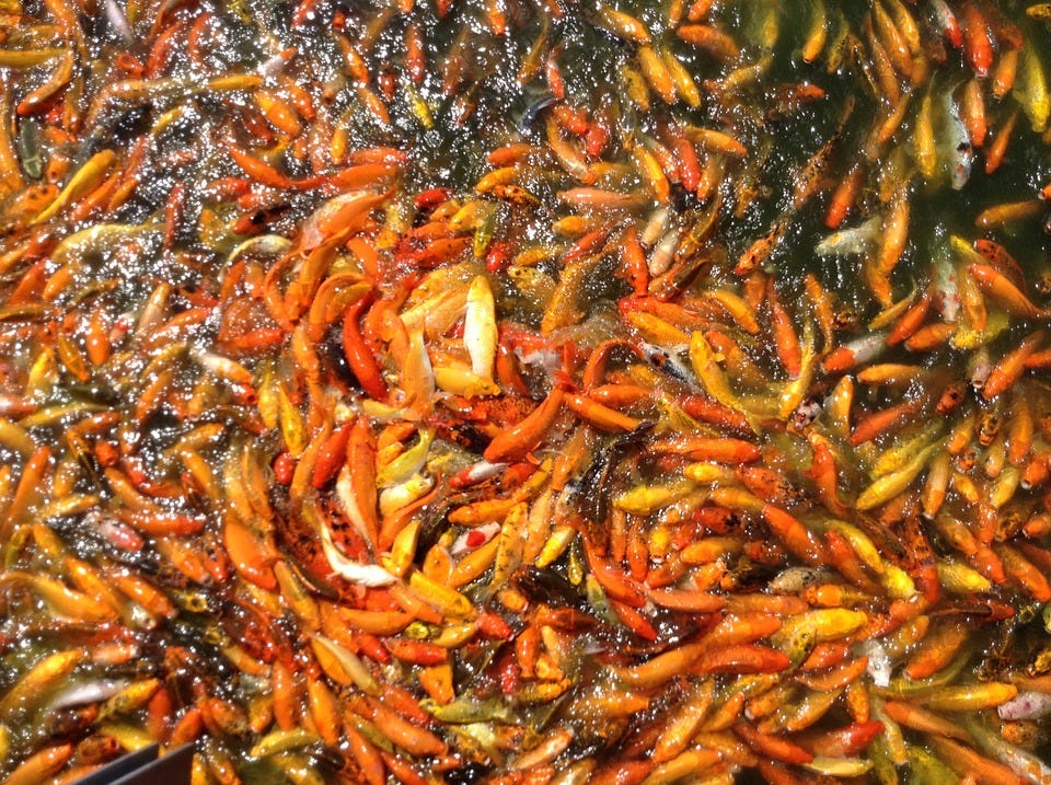 A Golden Dragon. Fish in a pond have a social order. The… | by Cristina ...