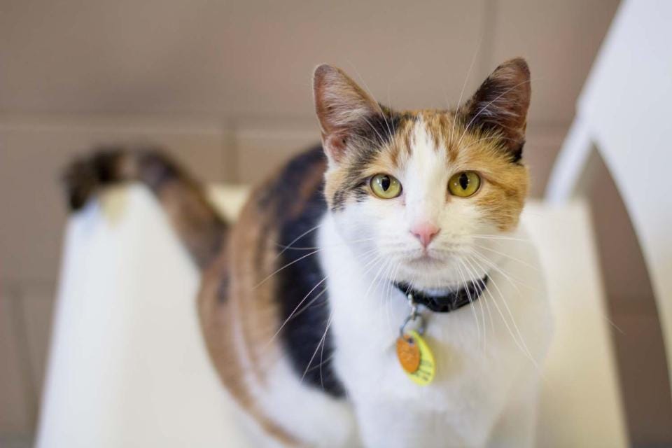 Cat Identification Using Collars. A cat collar is probably the most ...