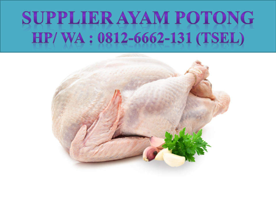 HP/WA : 0812–6662–131 (Tsel), jual ayam potong hidup | by Supplier Ayam ...