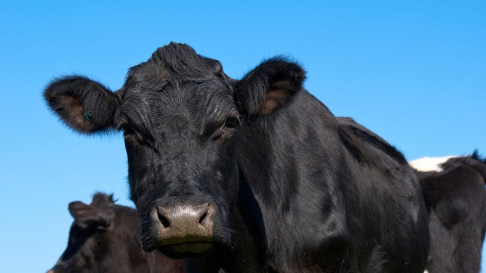 Cattle: The Domesticated Bovines. Cattle are large, domesticated ...