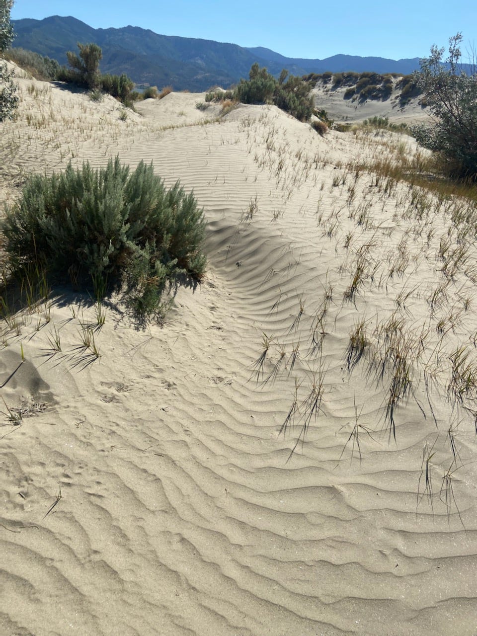 Wind Ripples in the Sand Dunes. The wind leaves its mark on the desert ...