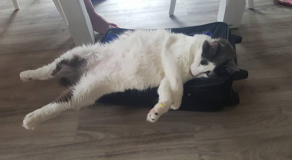 Pet Relocation in Malaysia. I love my fur baby. We bought a cat… | by ...