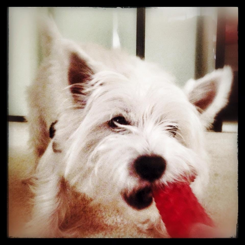 Find Your Bone. Find your bone, that one that aligns… | by Matt Grimm ...