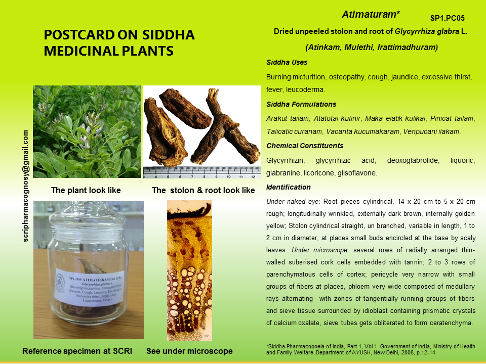 All about ‘Atimaturam’ — Siddha plant remedy for burning micturition ...