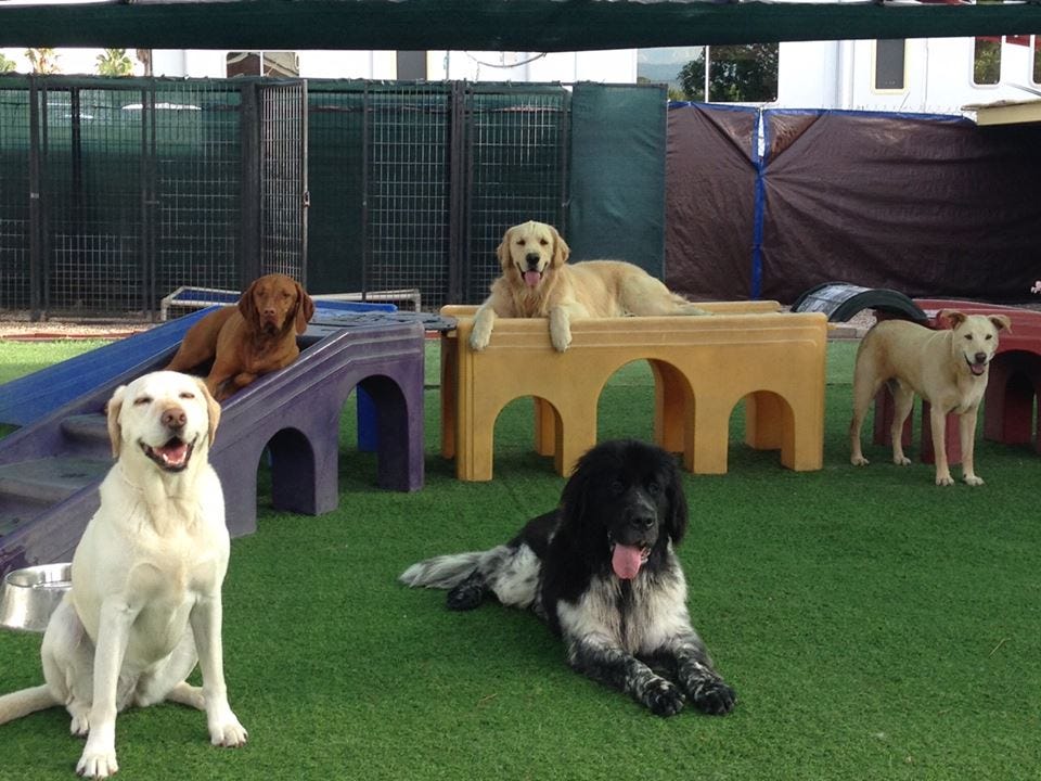 From Energetic Mornings to Peaceful Evenings: A Day in the Life of a ...