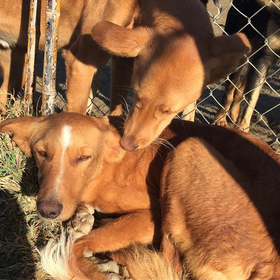 Ready & Go- The Doggy Brothers. Ready, Go, and their brother Steady ...