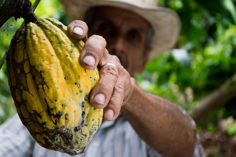 La siembra del cacao. Factores para la siembra | by Elio Scanu | Medium