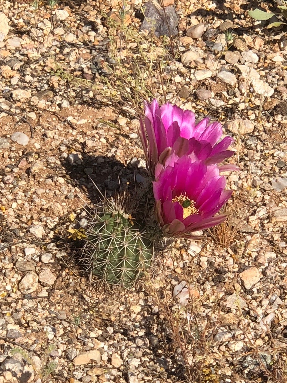 Queen of the Hedgehogs - a Few Words - Medium