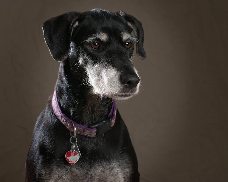 Dogs I Have Known — Part 4. Tessa, the Foster-Fail! | by Louise Peacock ...