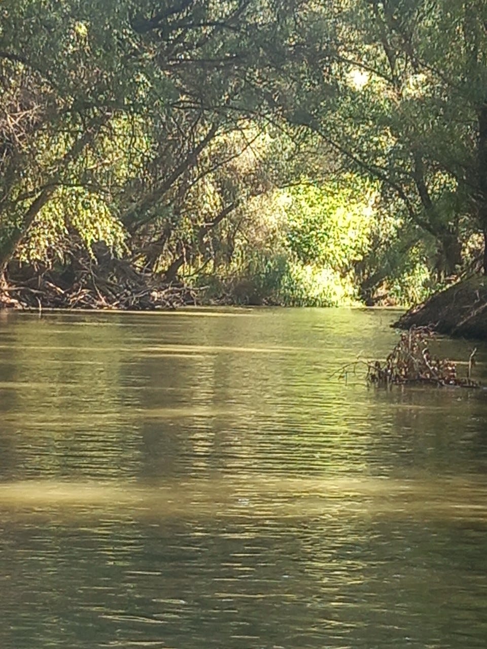Beauty of the Danube Delta. Slowly going down the Danube Delta, | by ...