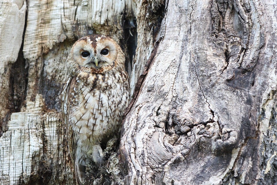 4 Best Optics to Use for Owl Watching | by Eric Ramos | Medium