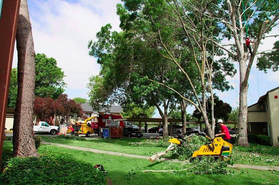 removing a tree. https://wctreeservice.com/temecula-ca/ | by wctreetemecula | Medium