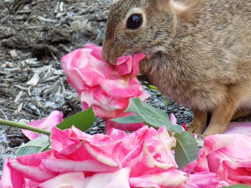 A Wild and Wise Conversation. Which happened to be with a rabbit | by ...