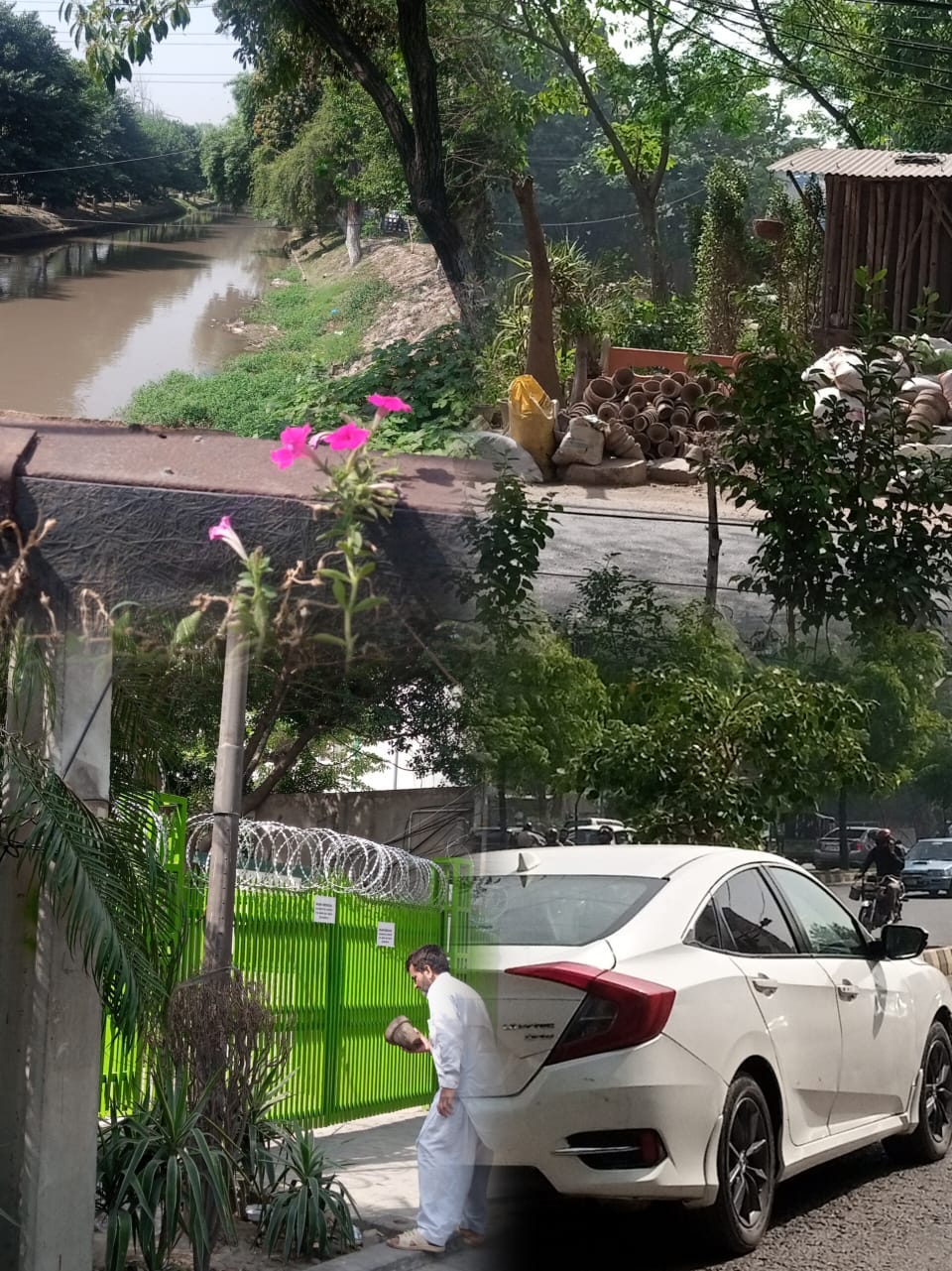 Glimpses of Green Amidst the Grey: Finding Nature’s Resilience in Urban ...