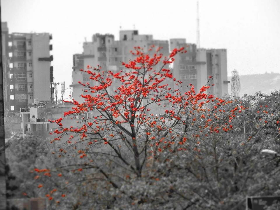 Fire. A fire burns among the shadows grey… | by Rupa Abdi | Medium