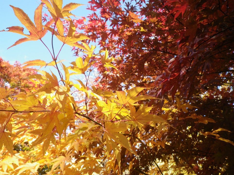 Autumn Leaves 🍁 - Tanka Town - Medium