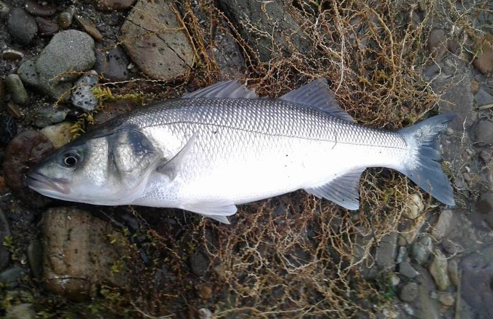 Irish bass in October. Bass guide, Jason O’Riordan of Game… | by Editor ...