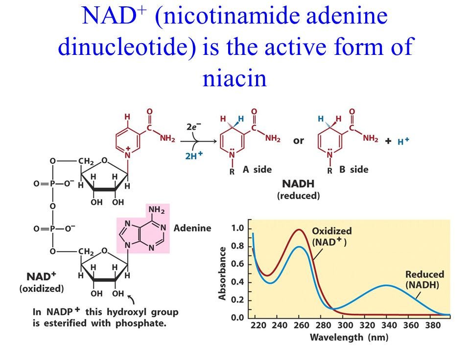 NAD+. Aging is a system that all dwelling… | by Tahiralipak | Jul, 2023 ...