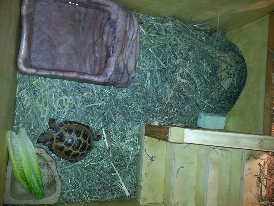 Baby Russian Tortoise Petco