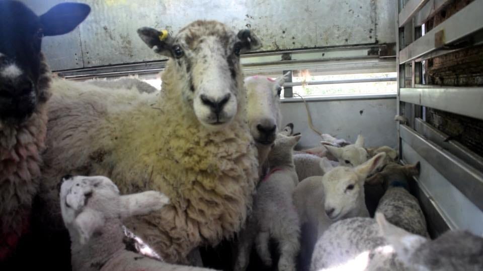 If Slaughterhouses Had Glass Walls, Everyone Would Be A Vegan | by Lets ...