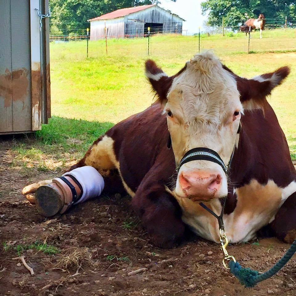 It Started With Saving One Cow. The Gentle Barn is a safe home for the ...
