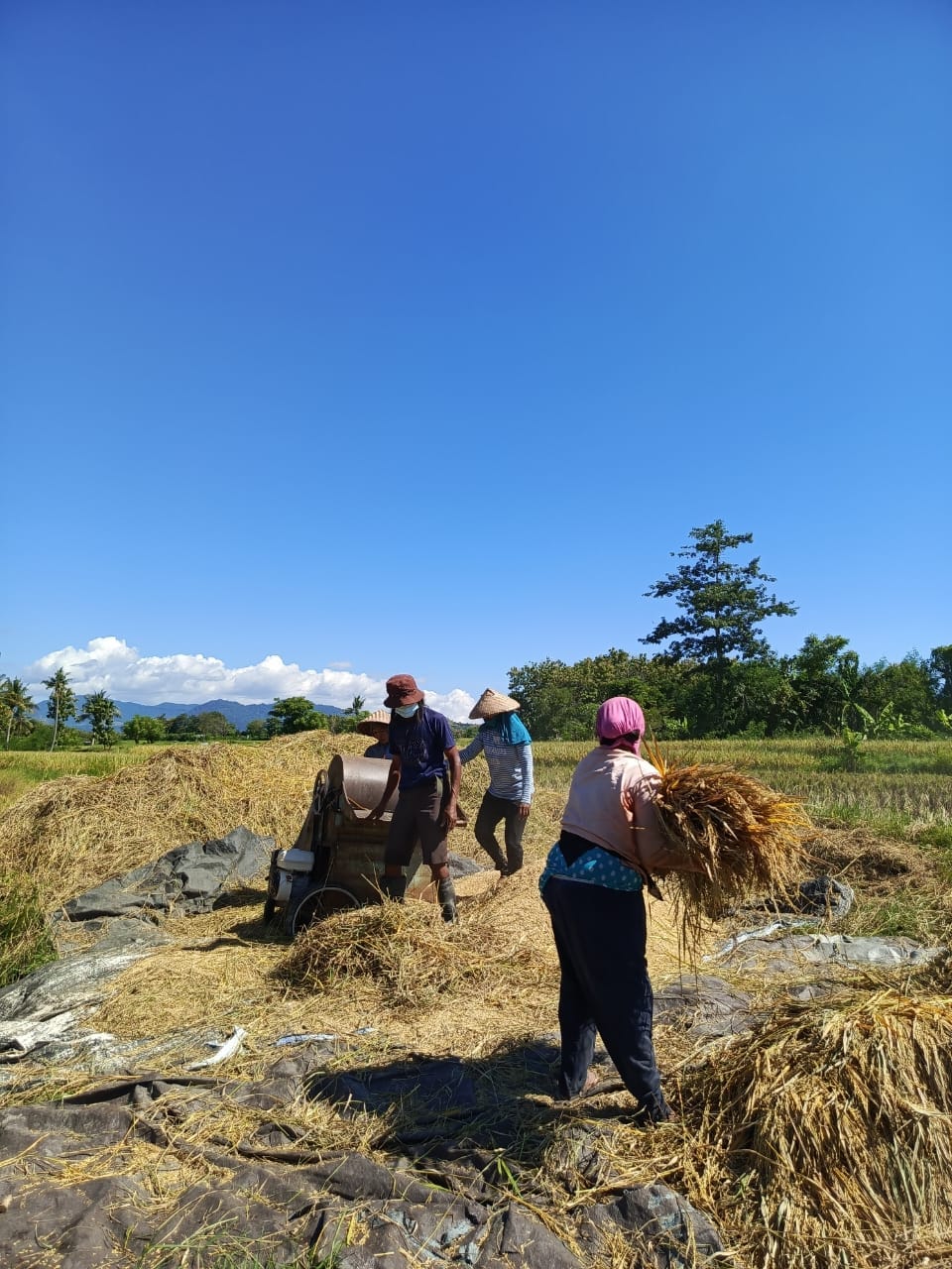 Harga Padi Yang Melunjak Tinggi. Harga Padi Yang Melunjak Tinggi | by ...