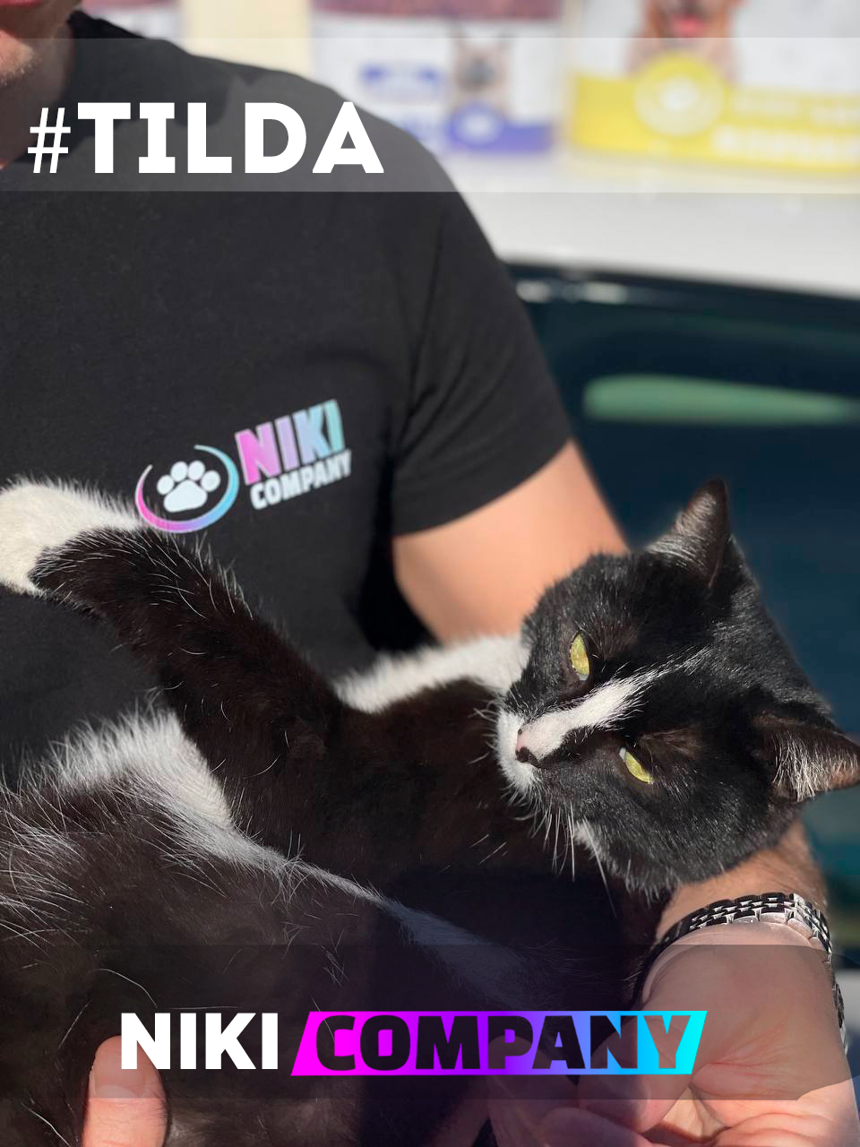 Tilda orphan cat and Mira a TRUE fighter to life ! #cats #shelter | by ...