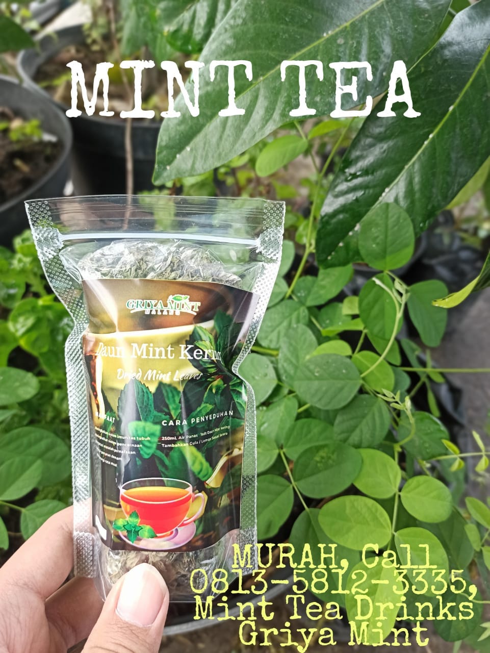 KLIK http:\\:wa.me\0813–5812–3335, teh peppermint di apotik, teh ...