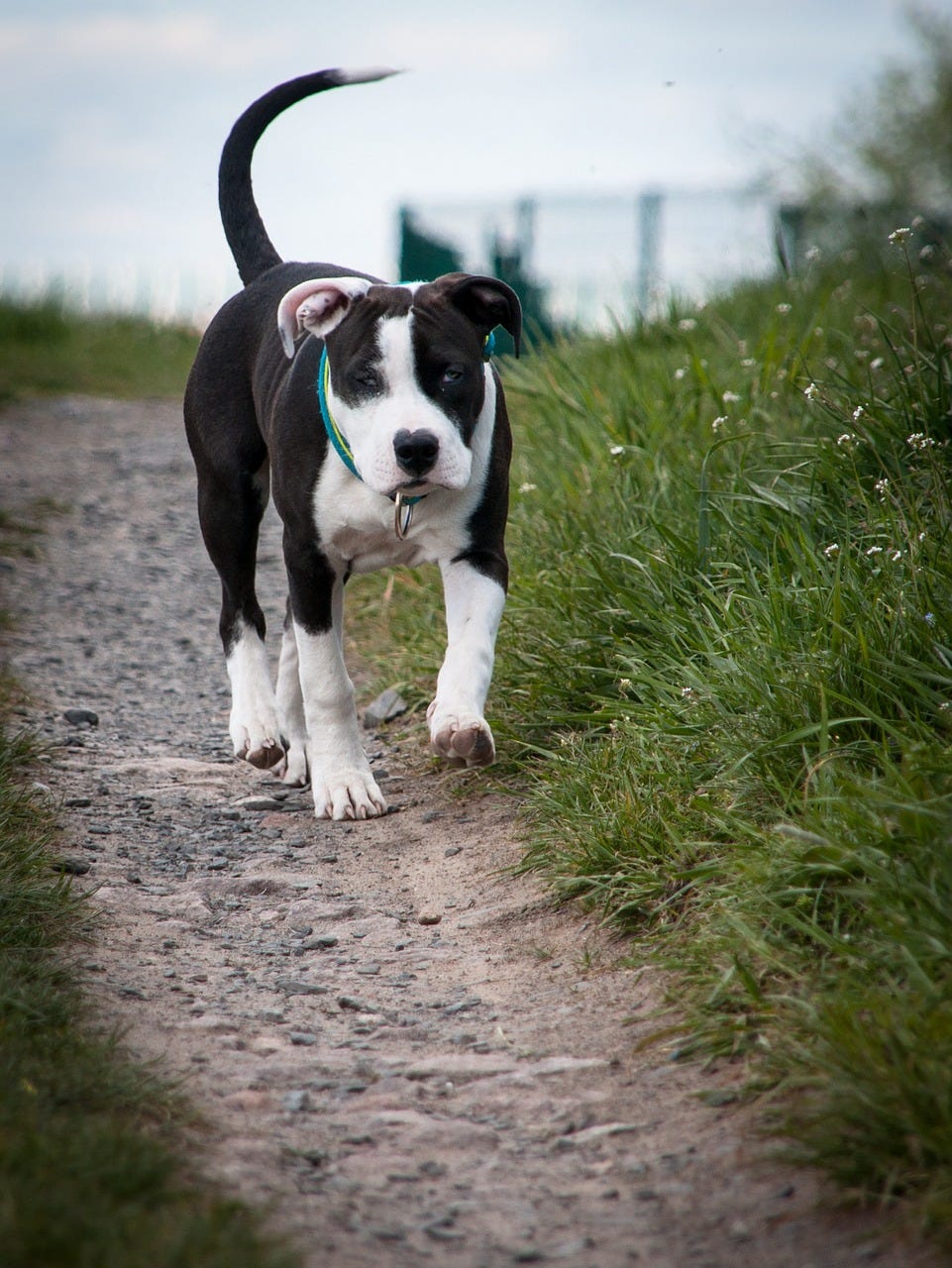 Unraveling the Mystery Dog Illness: Tips to Safeguard Your Furry ...