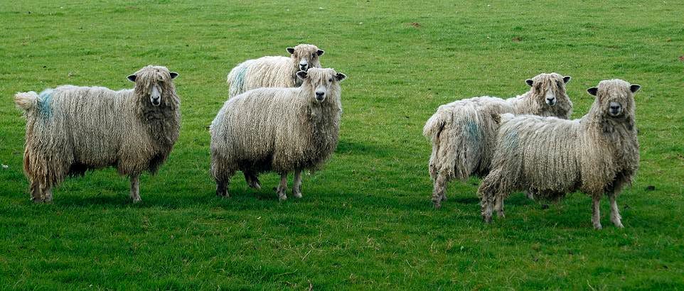 Odd Uses for Sheep You’ve Probably Never Thought Of | by Kristen ...