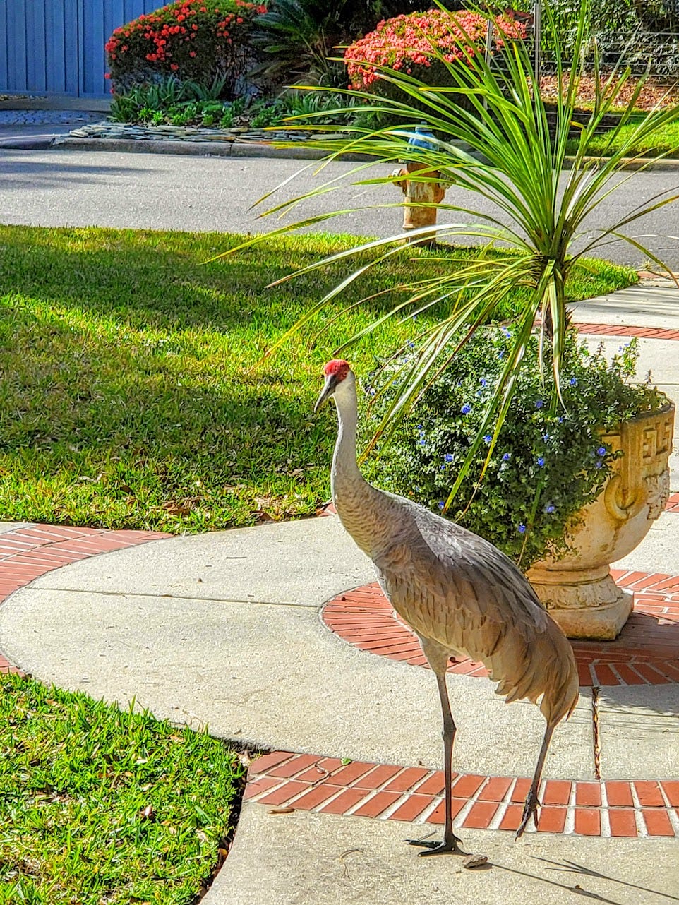 Feathers in Florida. My favorite 2022 bird photos | by Dennett ...