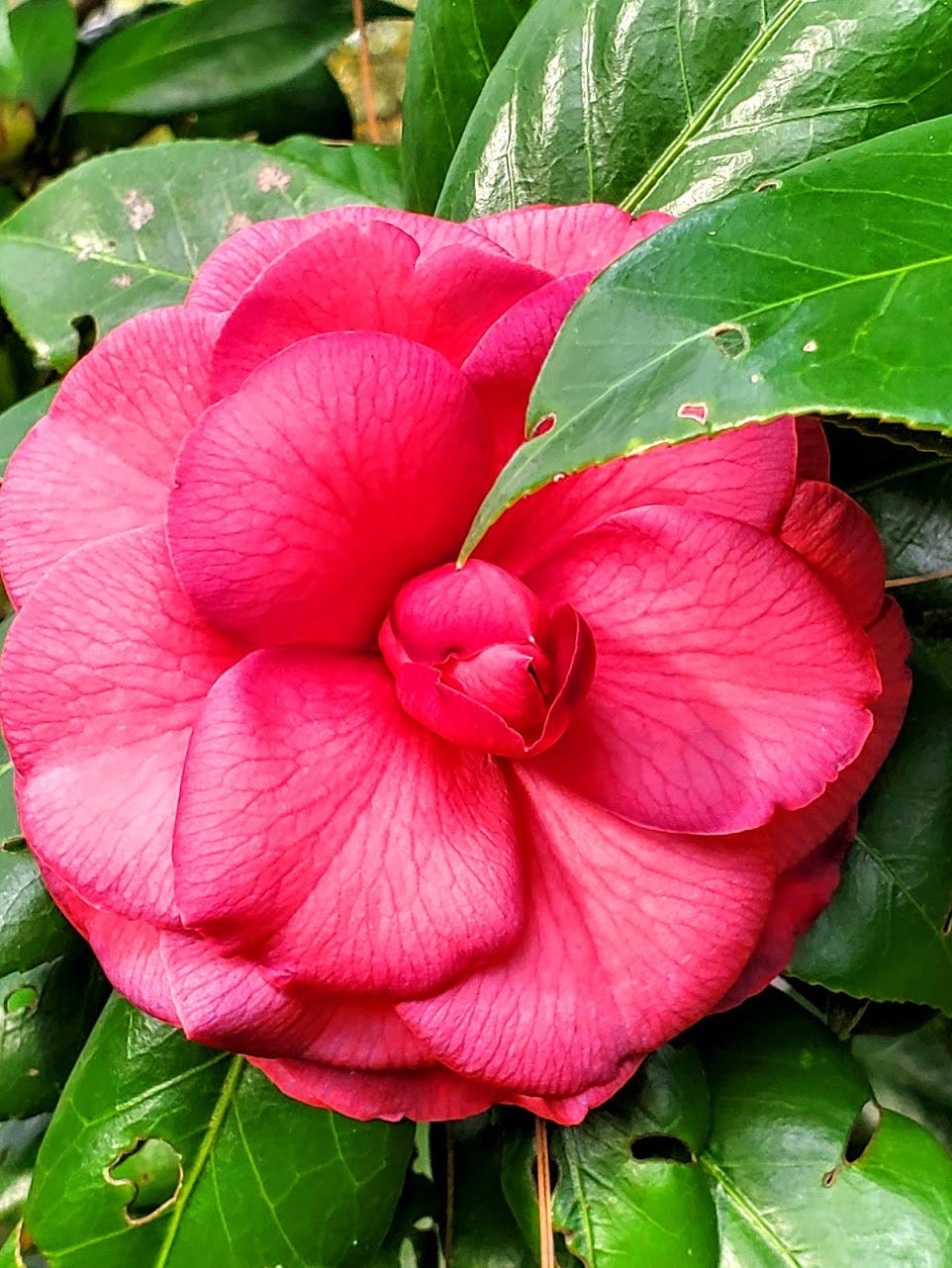 Louise Sends Her Love. Dear Weeds & Wildflowers, | by Dennett | Weeds ...