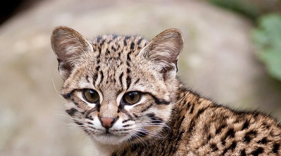 Geffrois the cat is an affectionate beast - The USA Unpacked - Medium