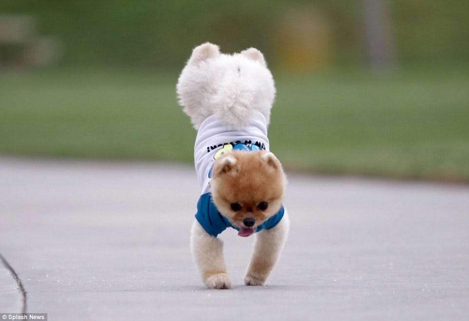 Teaching an Ambiguous Dog New Tricks | by Jonathan Lazzara | Medium